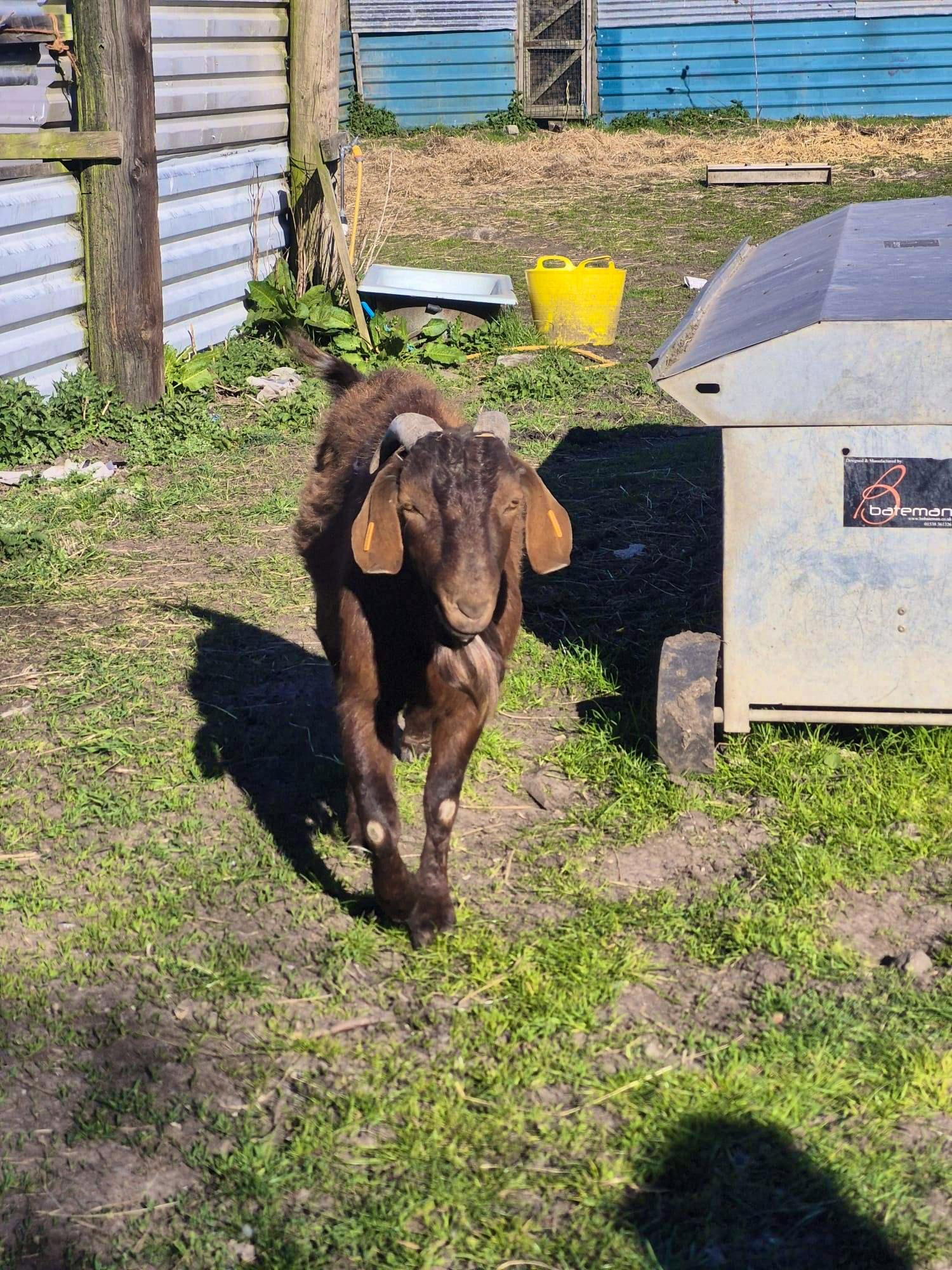 1 Pedigree Boer Breeding, Meat Buck | SellMyLivestock - The Online ...