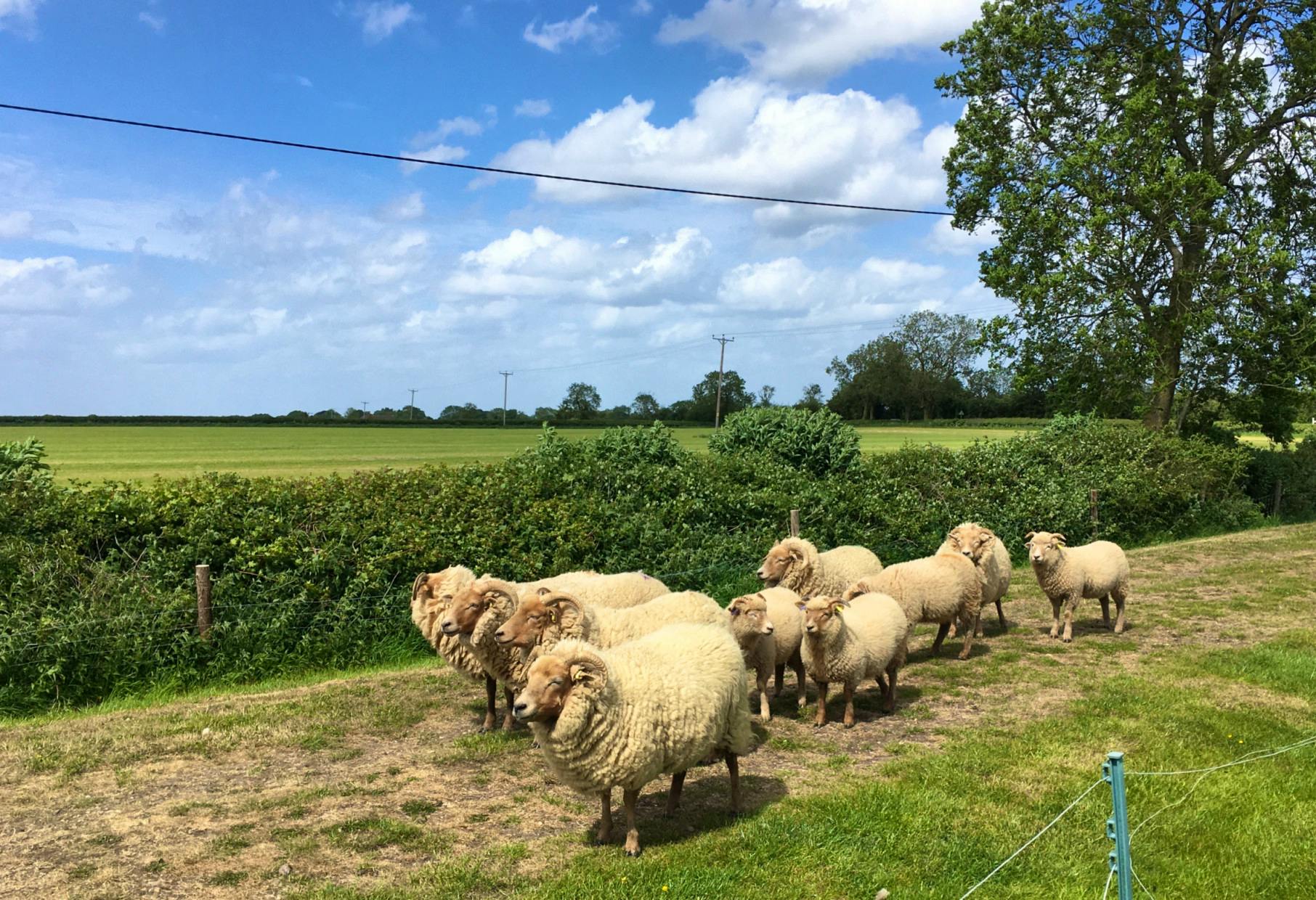 6 Pedigree Portland Breeding Ewes with Lambs at Foot | SellMyLivestock ...