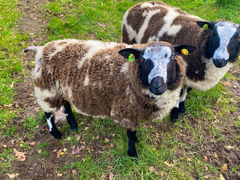 4 Pedigree Dutch Spotted Breeding Rams | SellMyLivestock - The Online ...