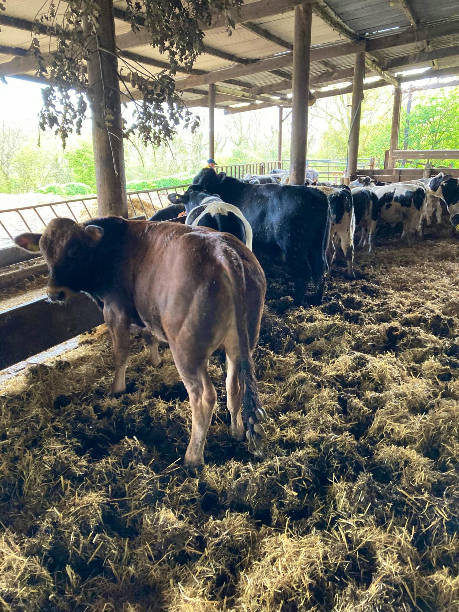 53 Holstein Friesian, Simmental, Limousin, British Blue, Belgium Blue ...