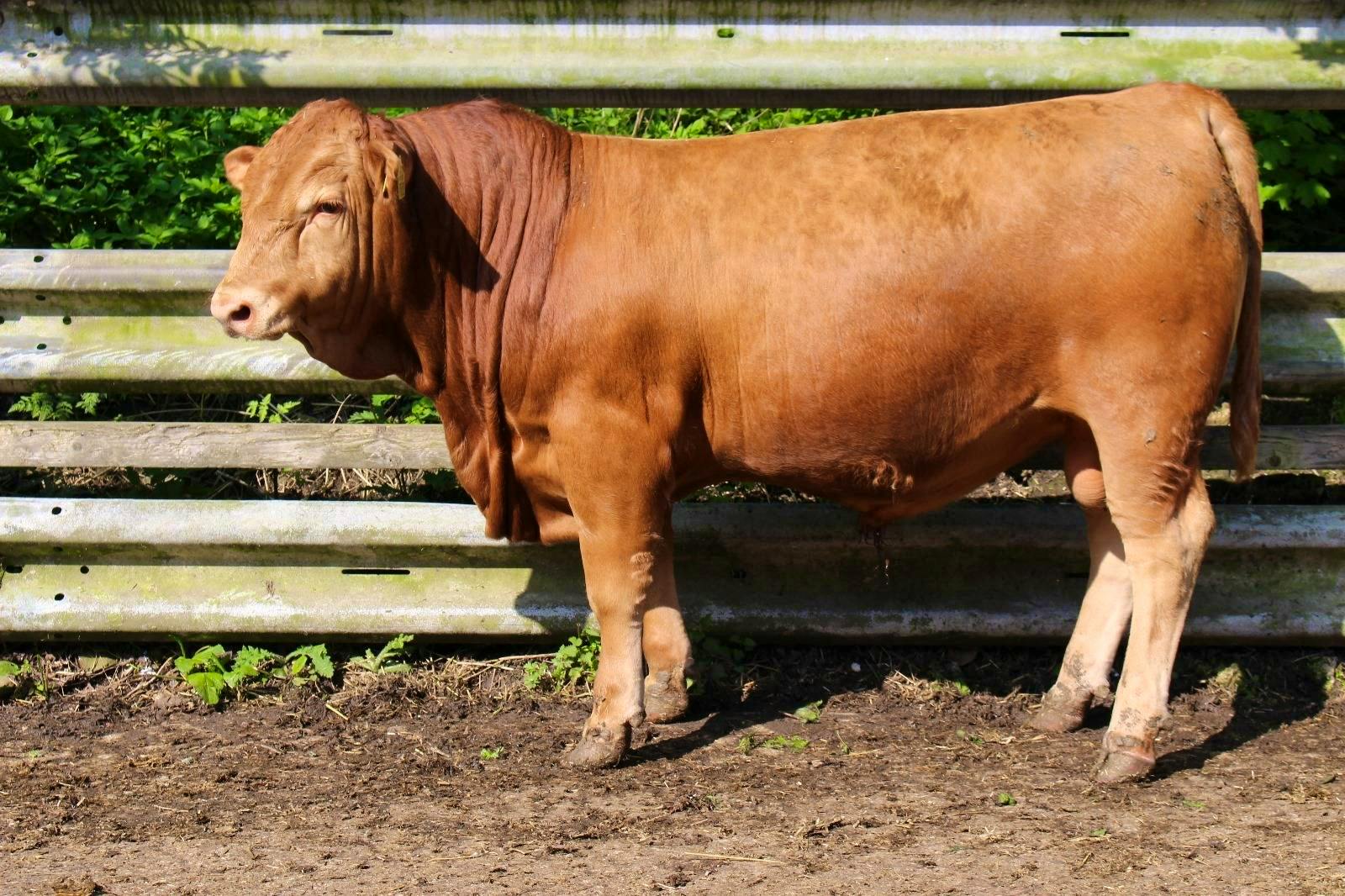 4 Pedigree Stabiliser Breeding Bulls | SellMyLivestock - The Online ...