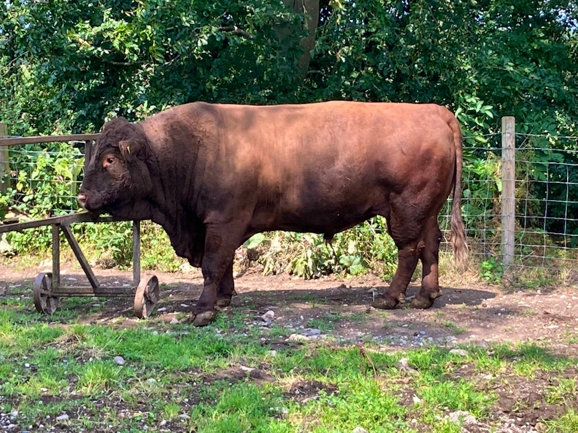 1 Pedigree Red Ruby Devon Breeding Bull | SellMyLivestock - The Online ...