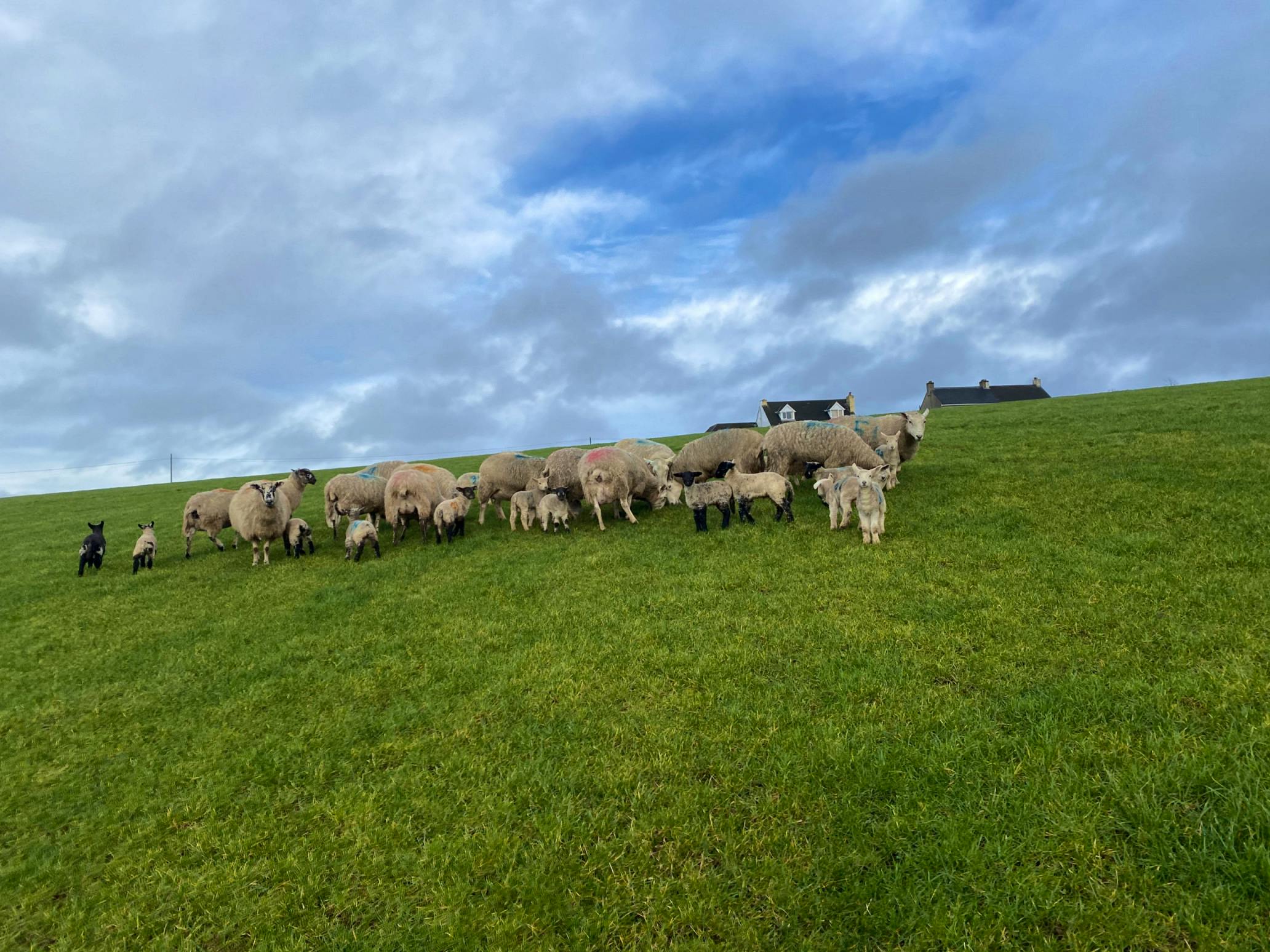 15 North of England Mule, Cheviot Mule Breeding Ewes with Lambs at Foot ...