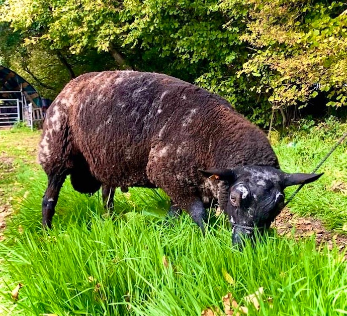 1 Dutch Spotted, Texel Cross Breeding Ram, Shearling | SellMyLivestock ...