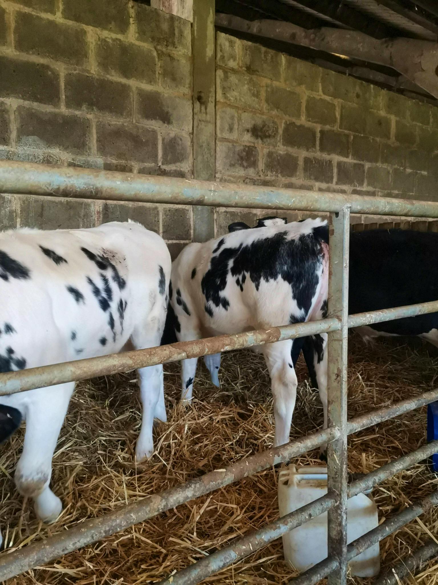 10 British Blue Cross Store Steers, Heifers | SellMyLivestock - The ...