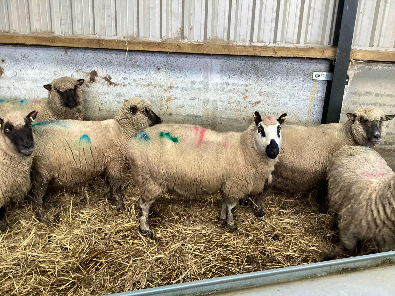 5 Kerry Hill, Cheviot Mule, Texel, Welsh Mountain-Hill Flock, Clun ...