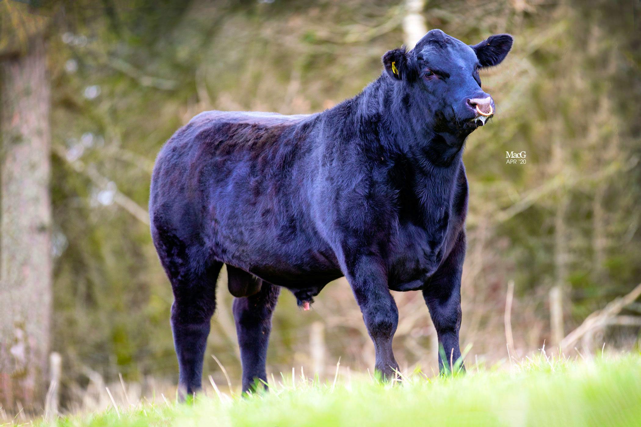 4 Pedigree Aberdeen Angus Breeding Bulls | SellMyLivestock - The Online ...