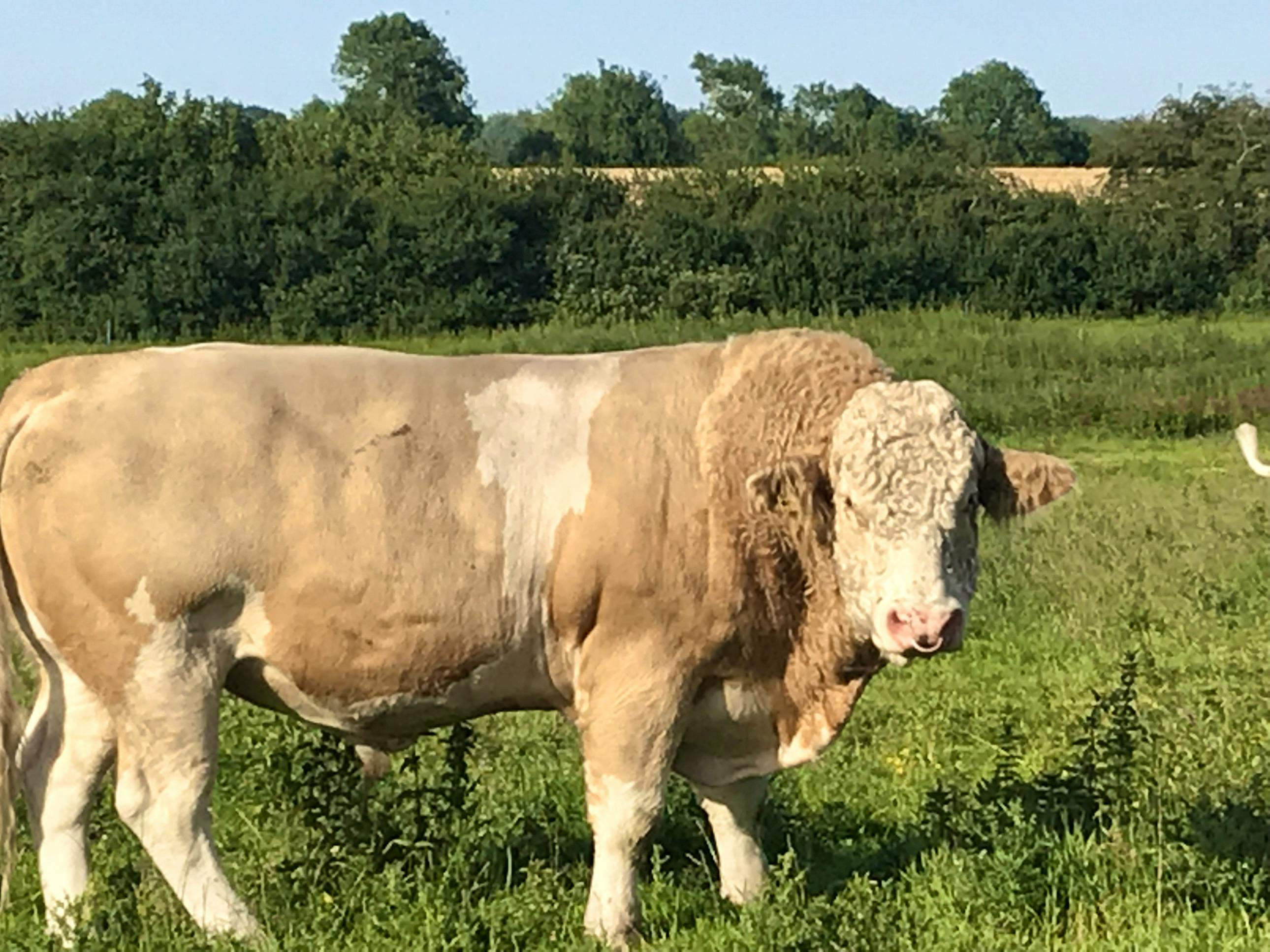 1 Simmental Breeding Bull | SellMyLivestock - The Online Livestock ...