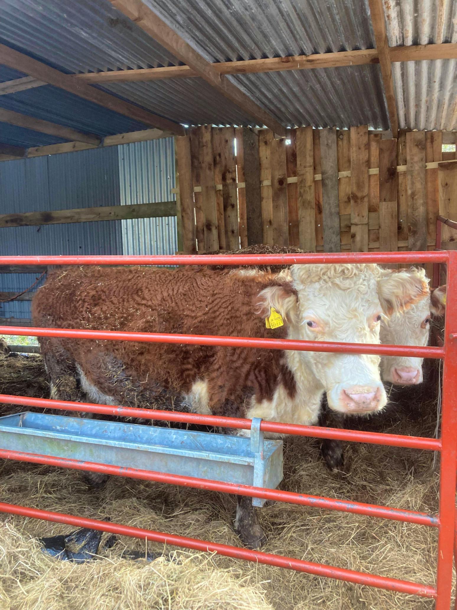 2 Hereford In-Calf Breeding Cows with Calves at Foot | SellMyLivestock ...