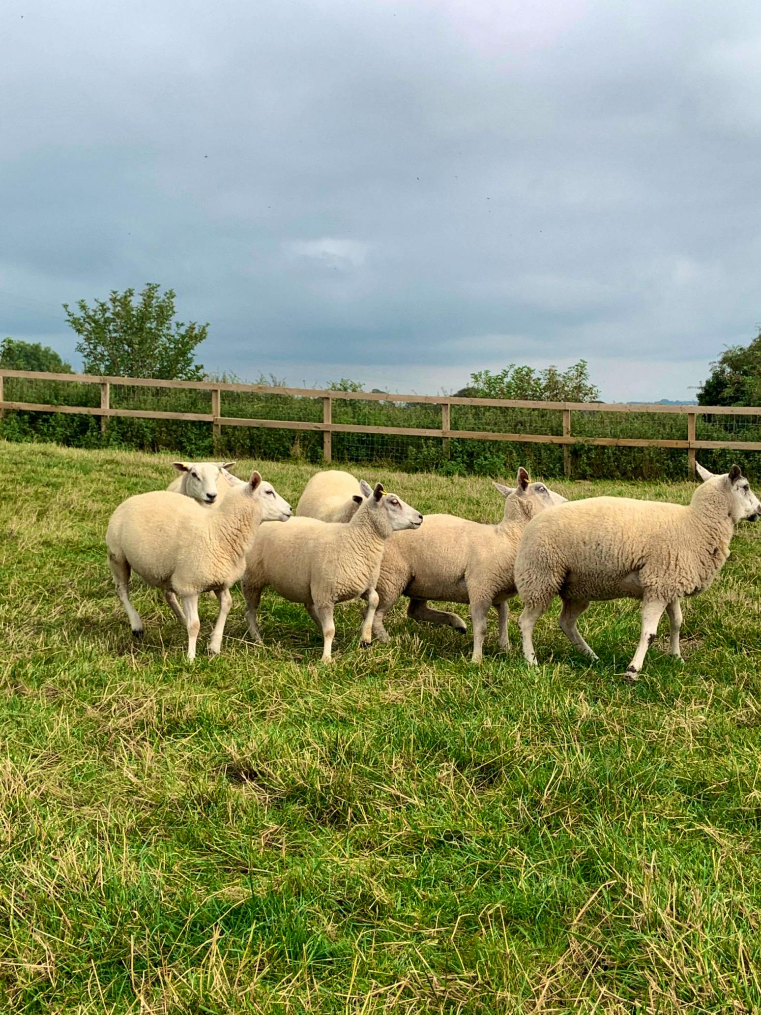 65 Texel, Scotch Mule Cross Breeding Shearlings | SellMyLivestock - The ...