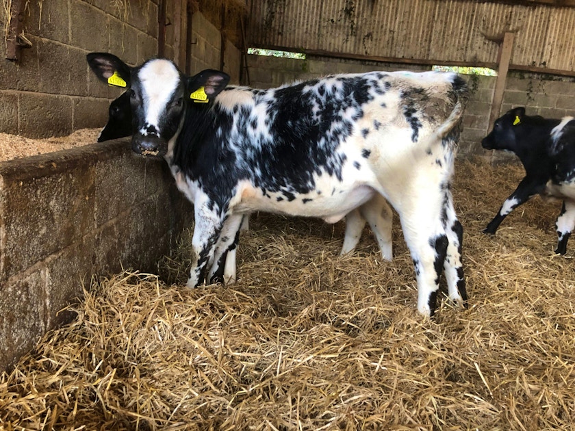 27 Simmental, Limousin, Charolais, British Blue Cross Calves ...