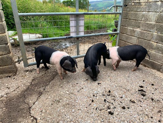 Pigs | SellMyLivestock - The Online Livestock Marketplace