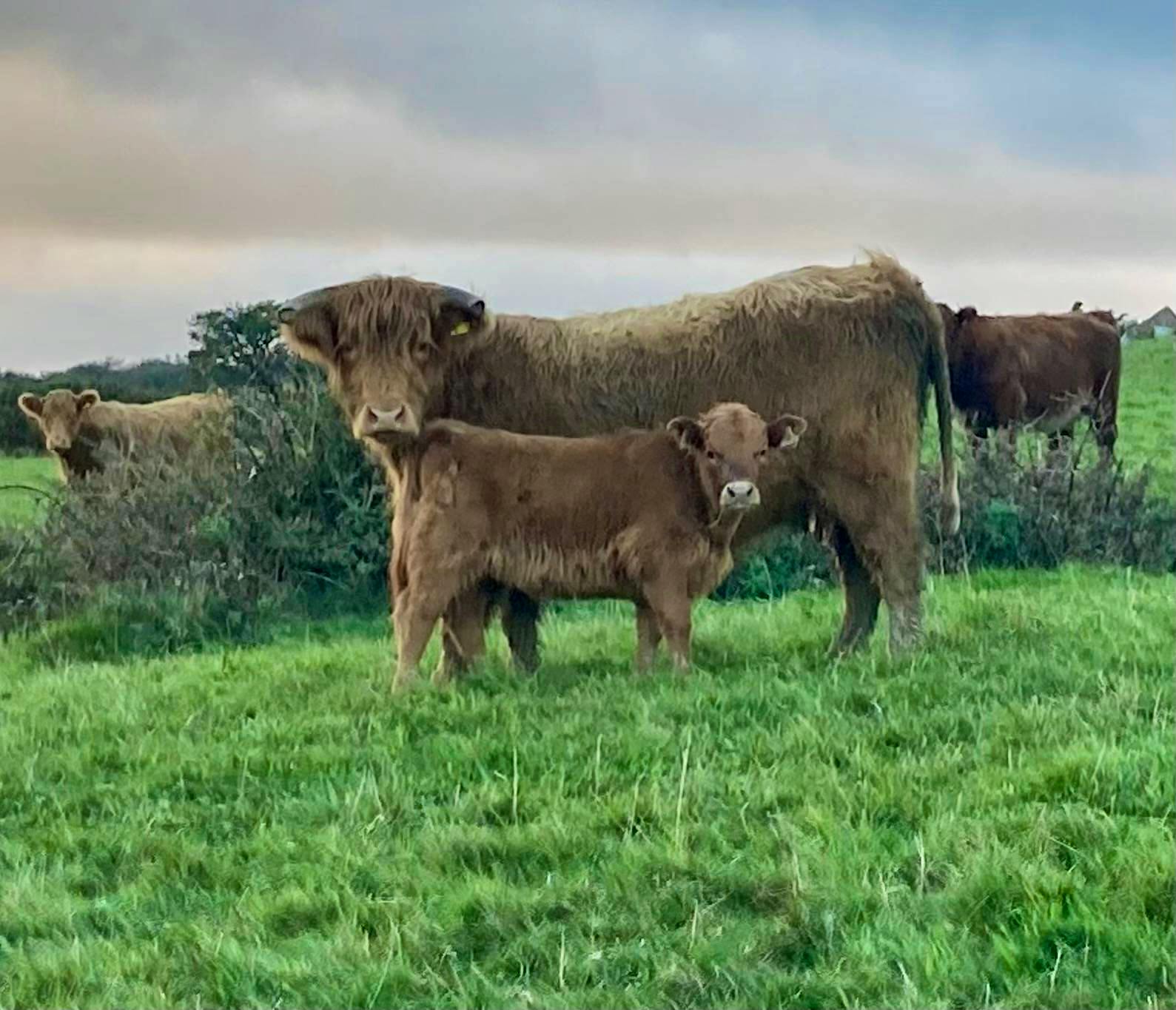 6 Highland, Stabiliser, Wagyu In-Calf Breeding Cows with Calves at Foot ...