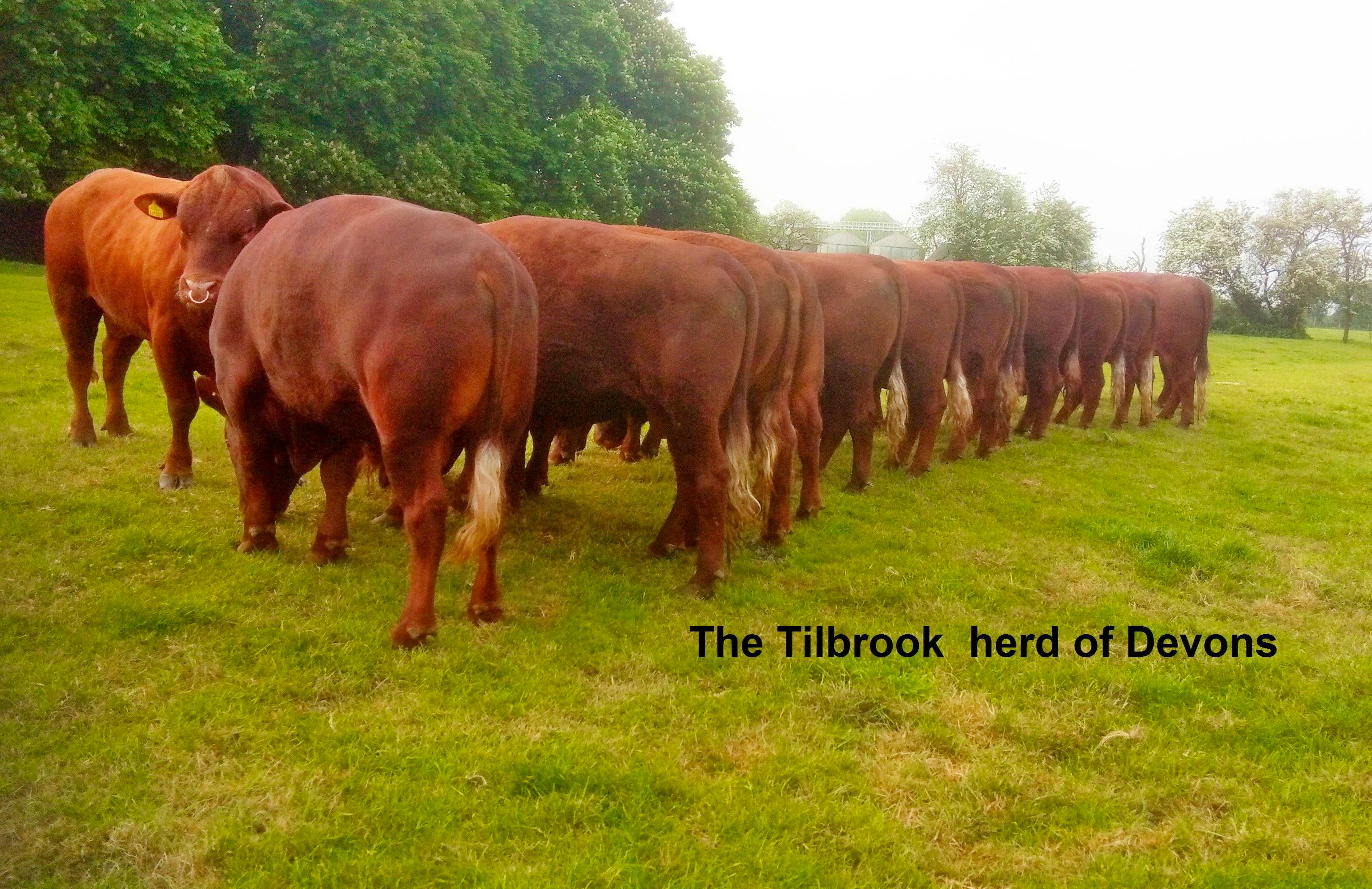 2 Pedigree Devon Red Breeding Bulls | SellMyLivestock - The Online ...