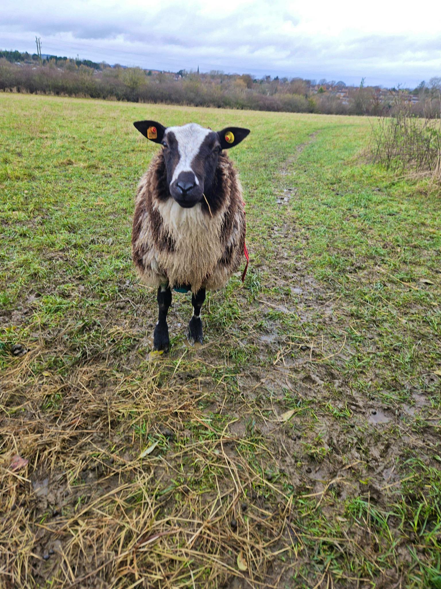 1 Dutch Spotted Breeding Ram, Lamb | SellMyLivestock - The Online ...