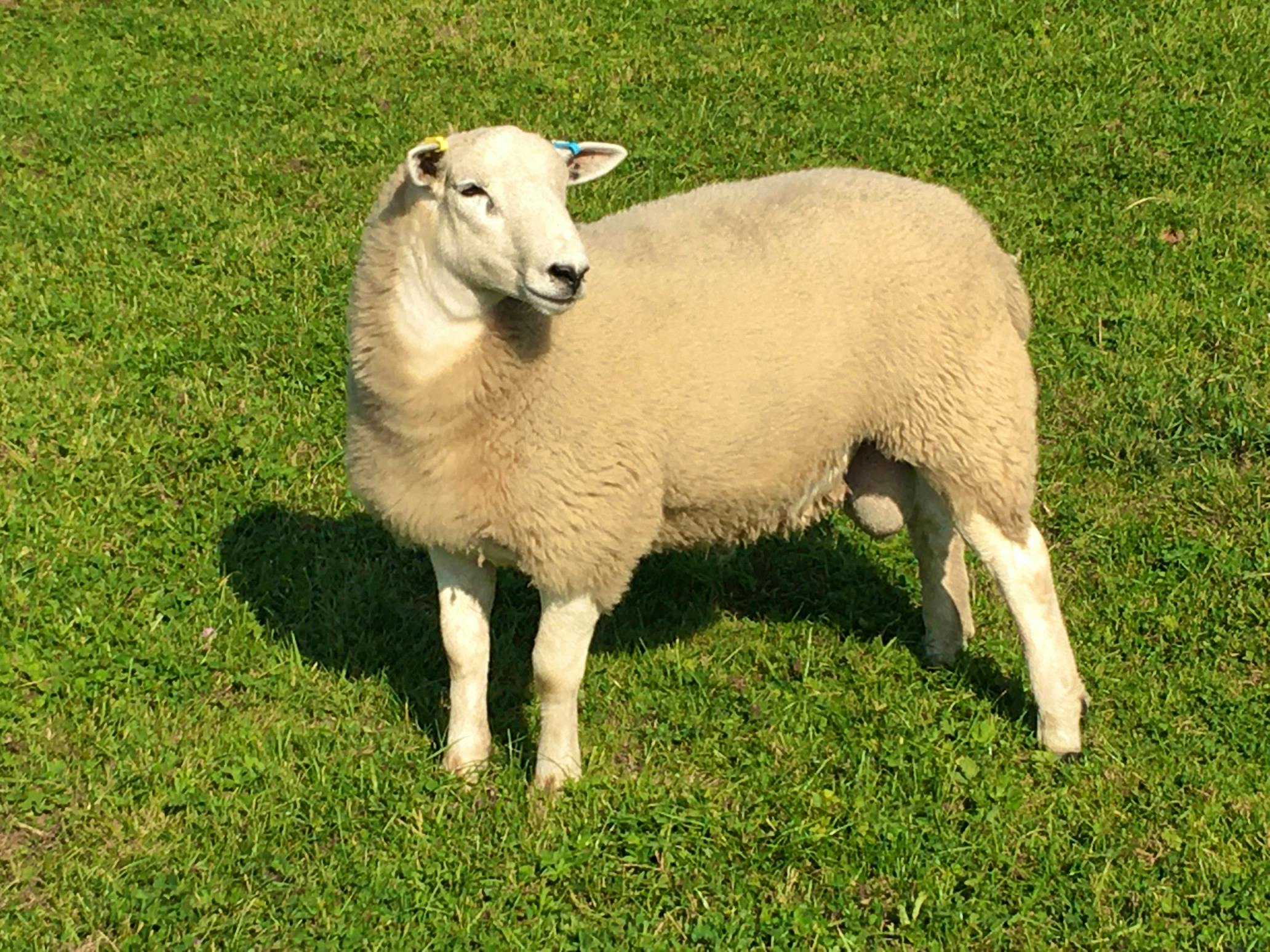 1 Lleyn Breeding Ram | SellMyLivestock - The Online Livestock Marketplace