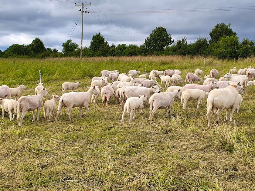 40 Exlana Cross Breeding, Store Rams, Ewes, Lambs with Lambs at Foot ...