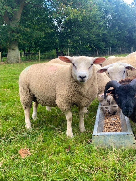 1 Texel Breeding Ram, Lamb | SellMyLivestock - The Online Livestock ...