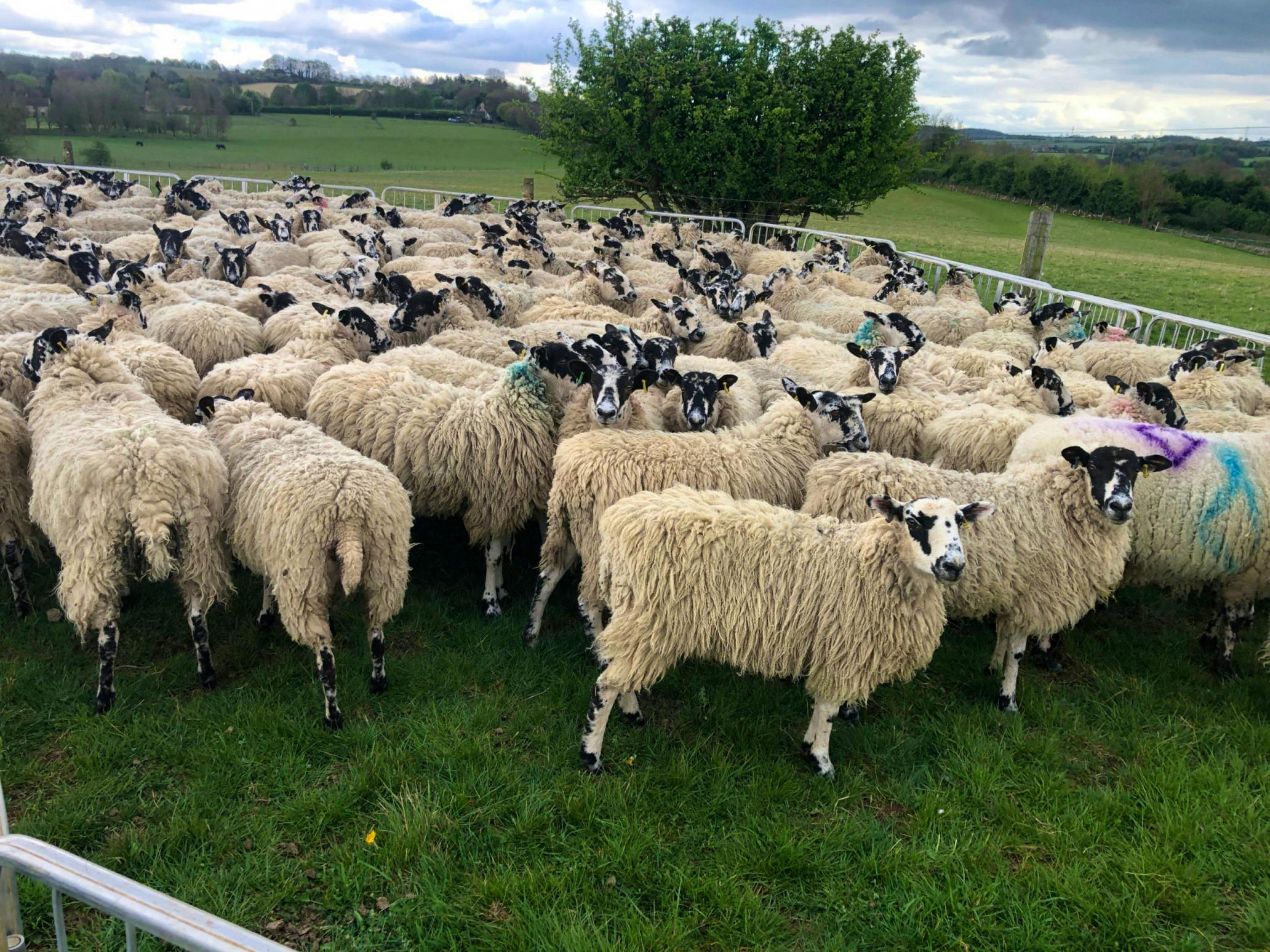 40 North of England Mule Cross Breeding Gimmers | SellMyLivestock - The ...