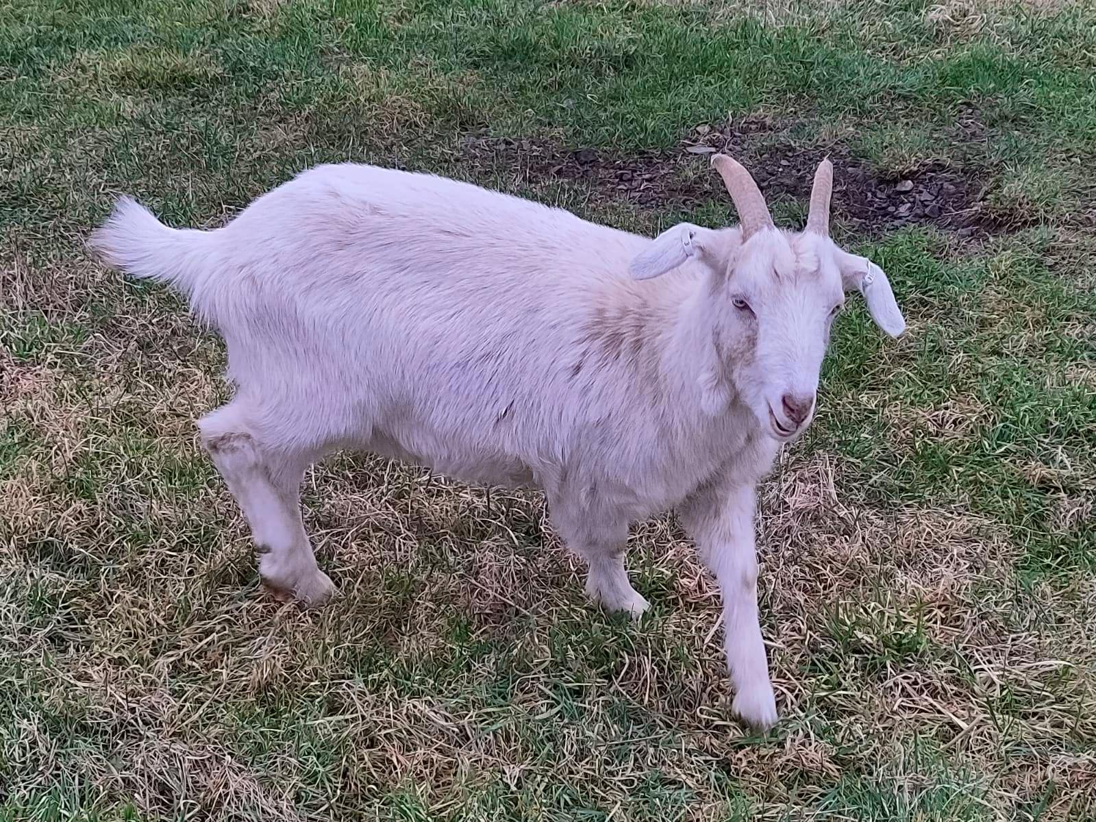 2 Alpine, Anglo Nubian, Saanen Cross Meat, Breeding Wethers, Yearlings ...