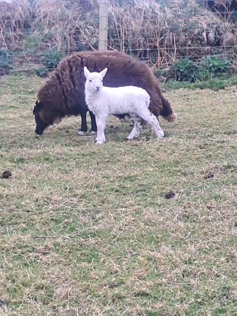 45 Balwen Welsh Mountain In-Lamb Breeding Ewes | SellMyLivestock - The ...