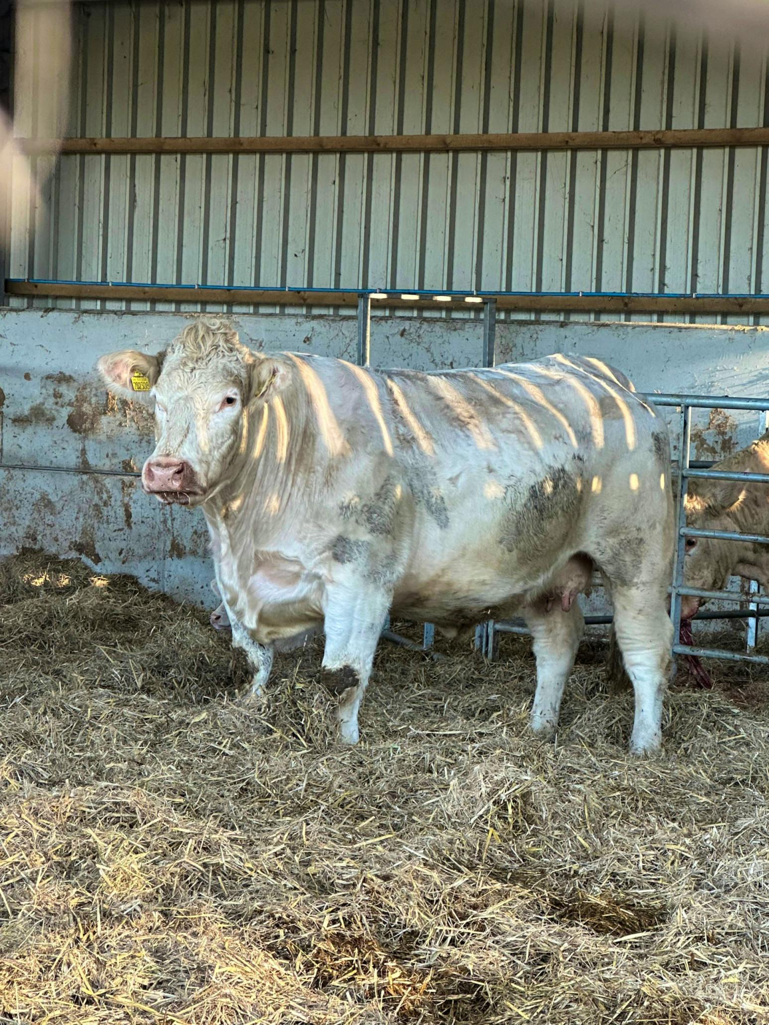 1 Pedigree Charolais Breeding Cow, Calf | SellMyLivestock - The Online ...