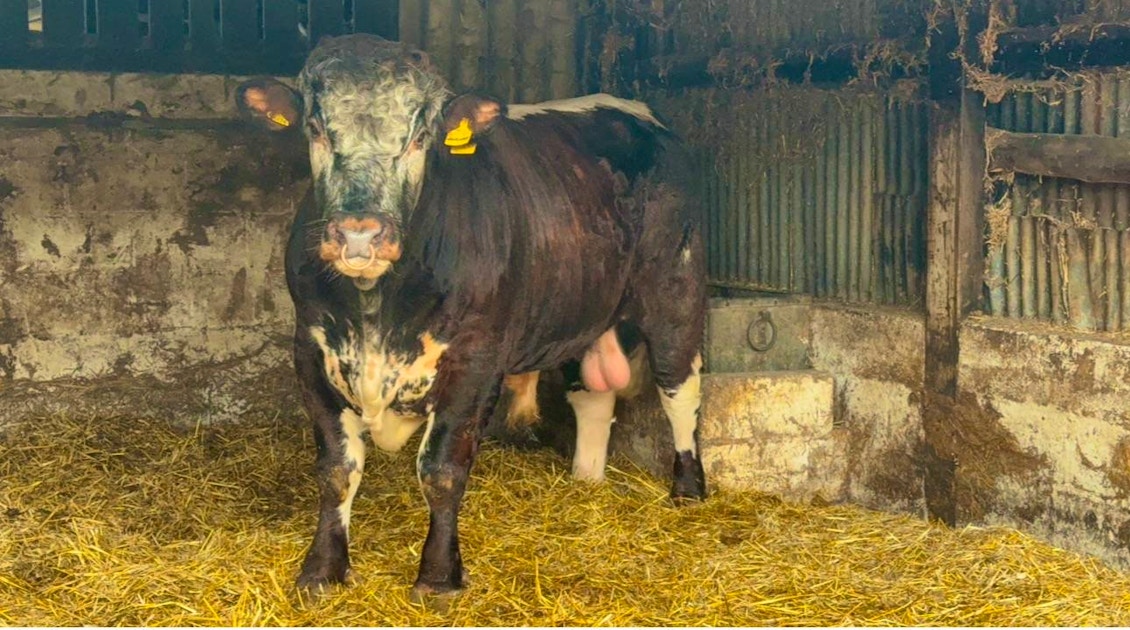 1 Pedigree Longhorn Breeding Bull | SellMyLivestock - The Online ...