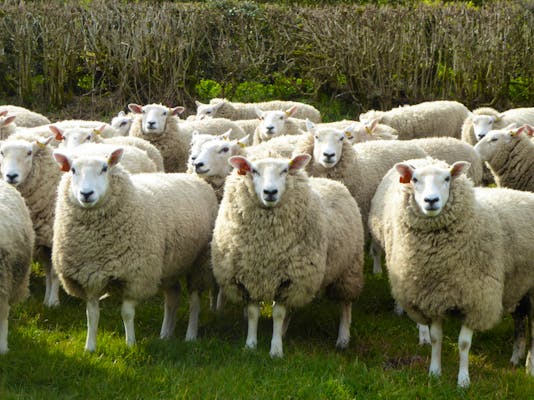 Lleyn Sheep Society | SellMyLivestock - The Online Livestock Marketplace