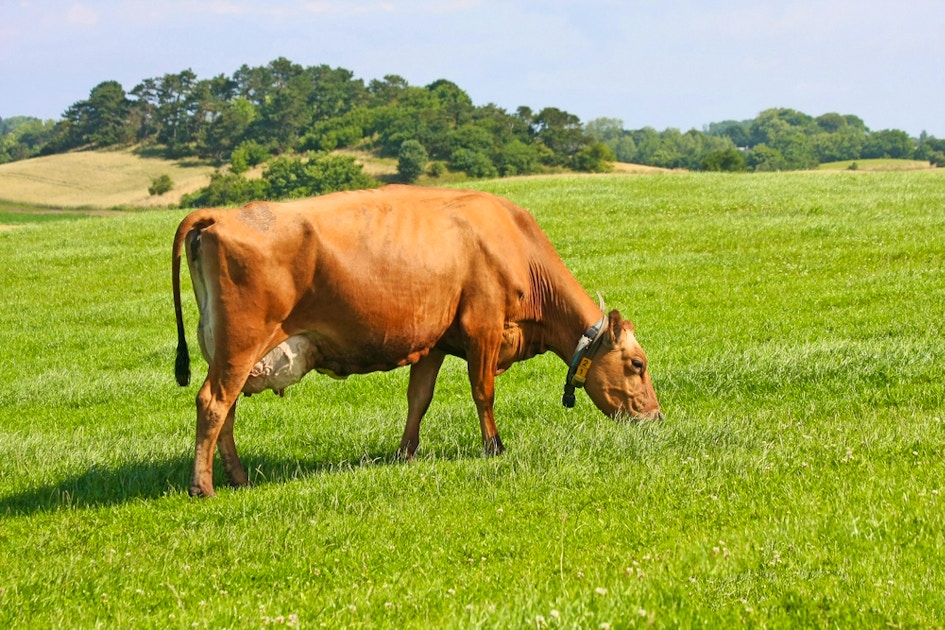 66 Danish Red In-Calf Breeding Cows, Dairy Females, Heifers ...