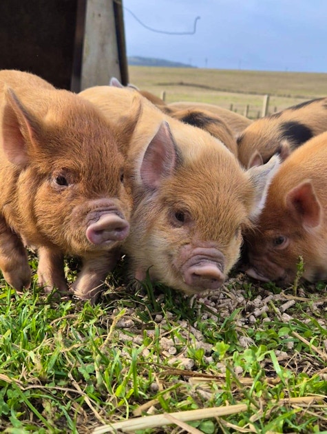7 Kunekune Growing, Breeding Boars, Gilts | SellMyLivestock - The ...