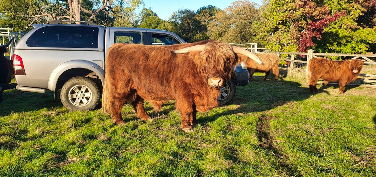 1 Pedigree Highland Breeding Bull | SellMyLivestock - The Online ...