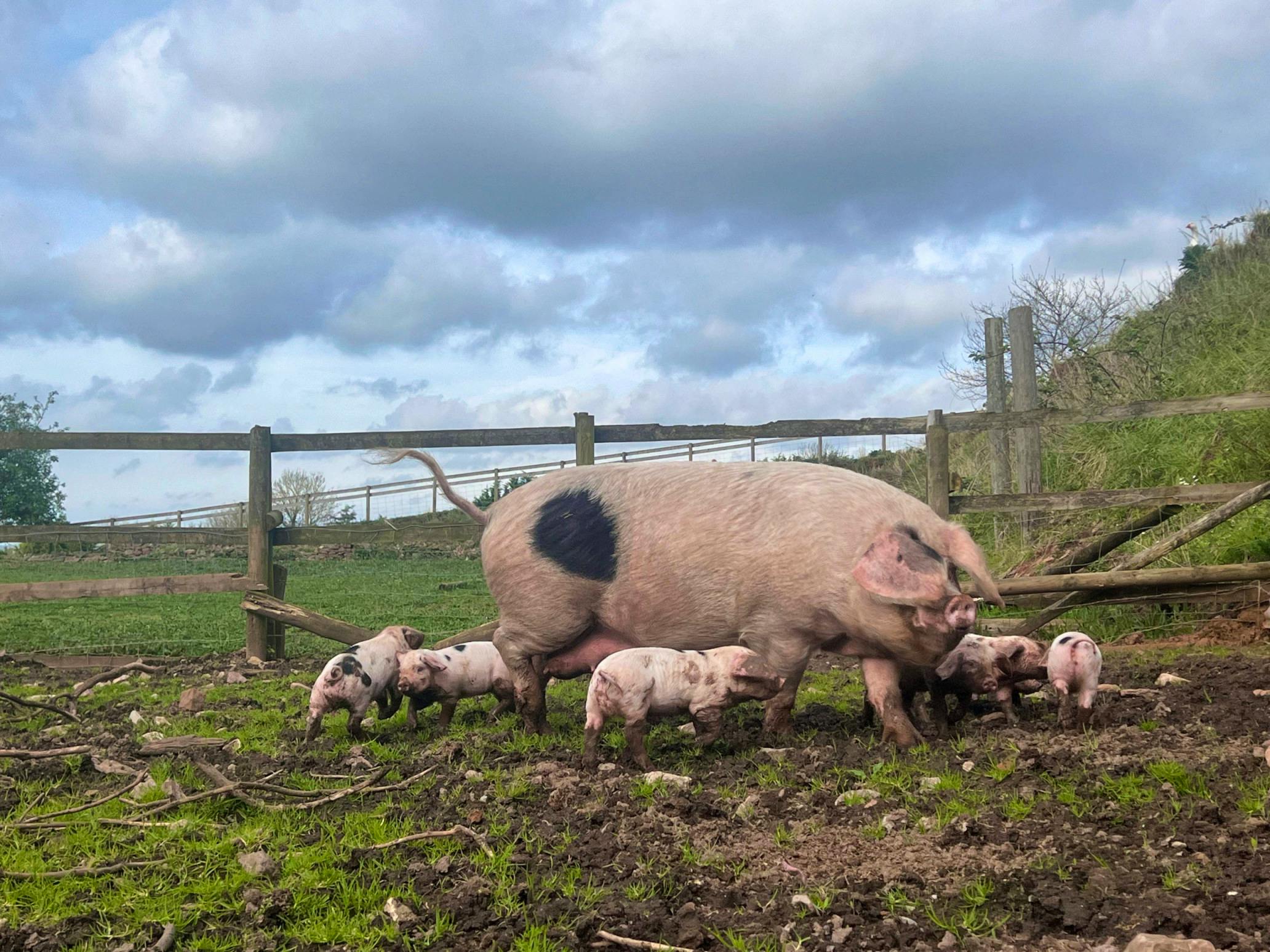 5 Gloucestershire Old Spot Growing, Breeding Gilts, Boars, Weaners ...