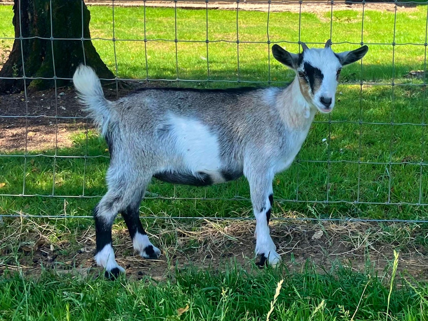 1 Pygmy Breeding Kid | SellMyLivestock - The Online Livestock Marketplace