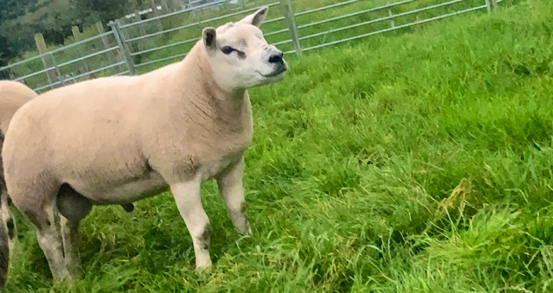 5 Pedigree Texel Breeding Rams | SellMyLivestock - The Online Livestock ...