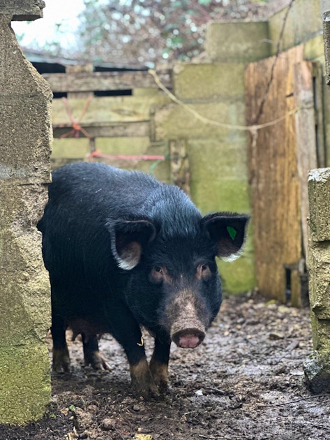 2 Vietnamese Potbelly Cross In-Pig Breeding Sows | SellMyLivestock ...