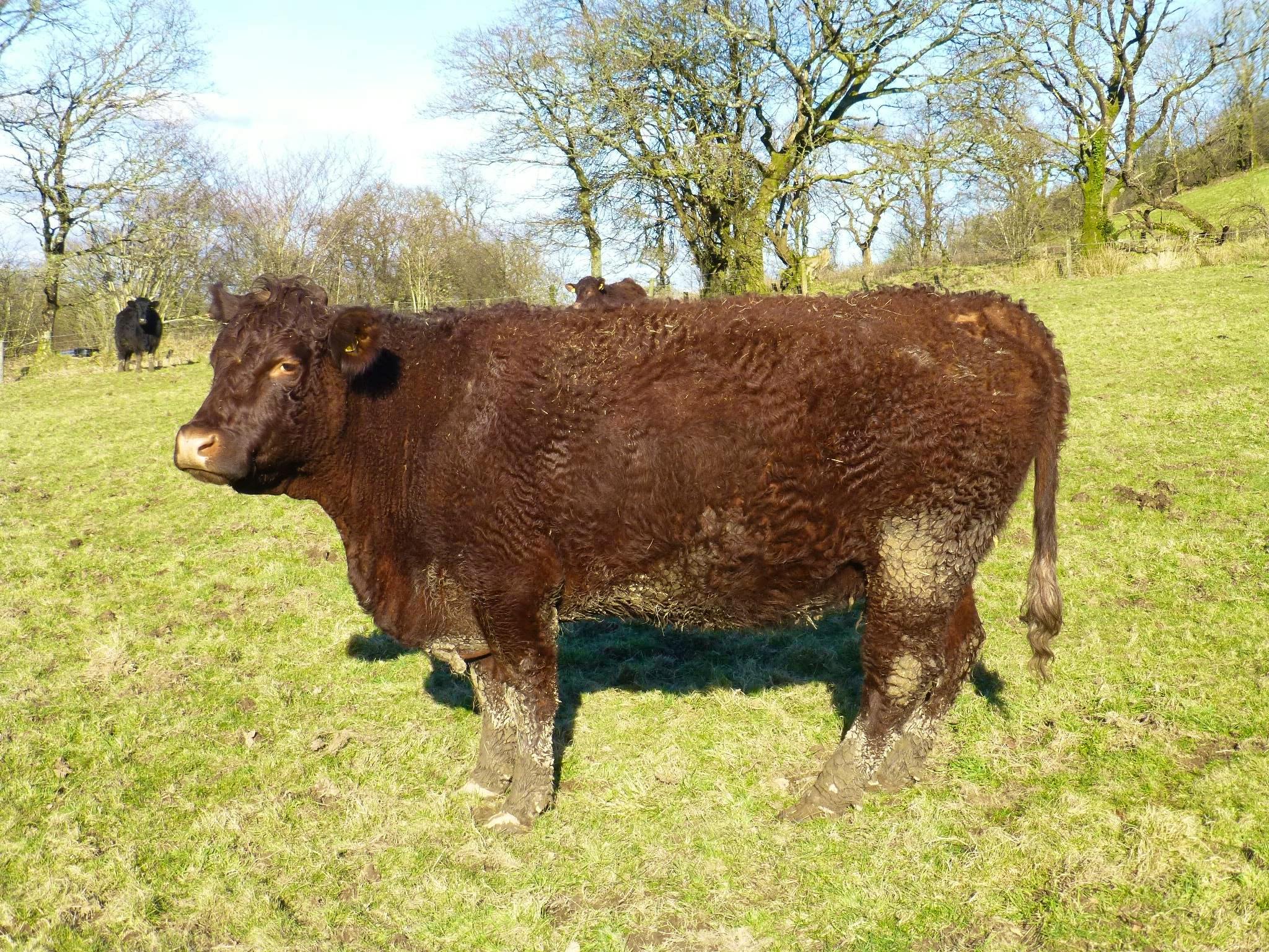 2 Pedigree Red Ruby Devon In-Calf Breeding Cows | SellMyLivestock - The Online Livestock Marketplace