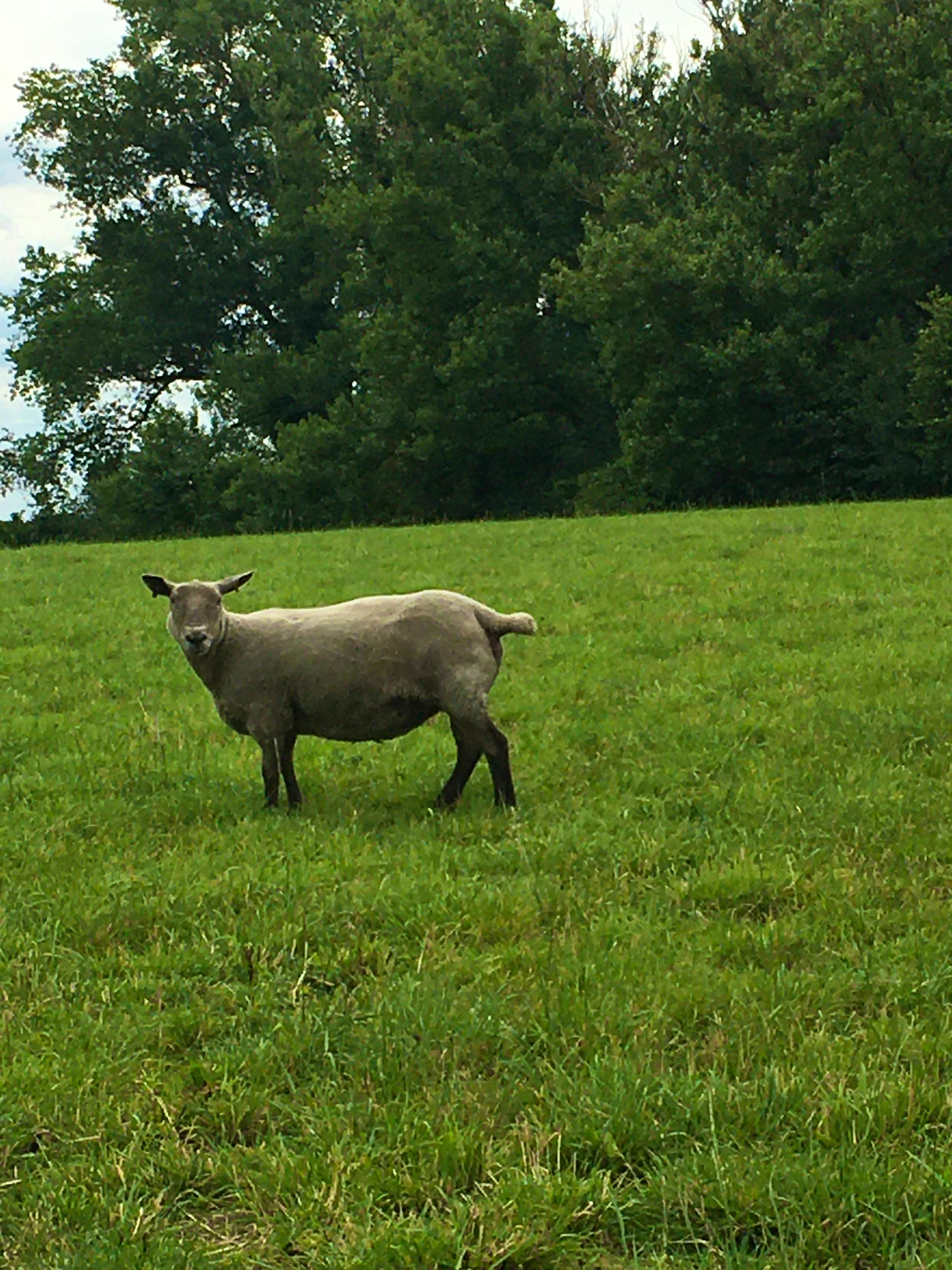 13 Welsh Mule, Texel, Suffolk Cross Breeding Ewes | SellMyLivestock ...