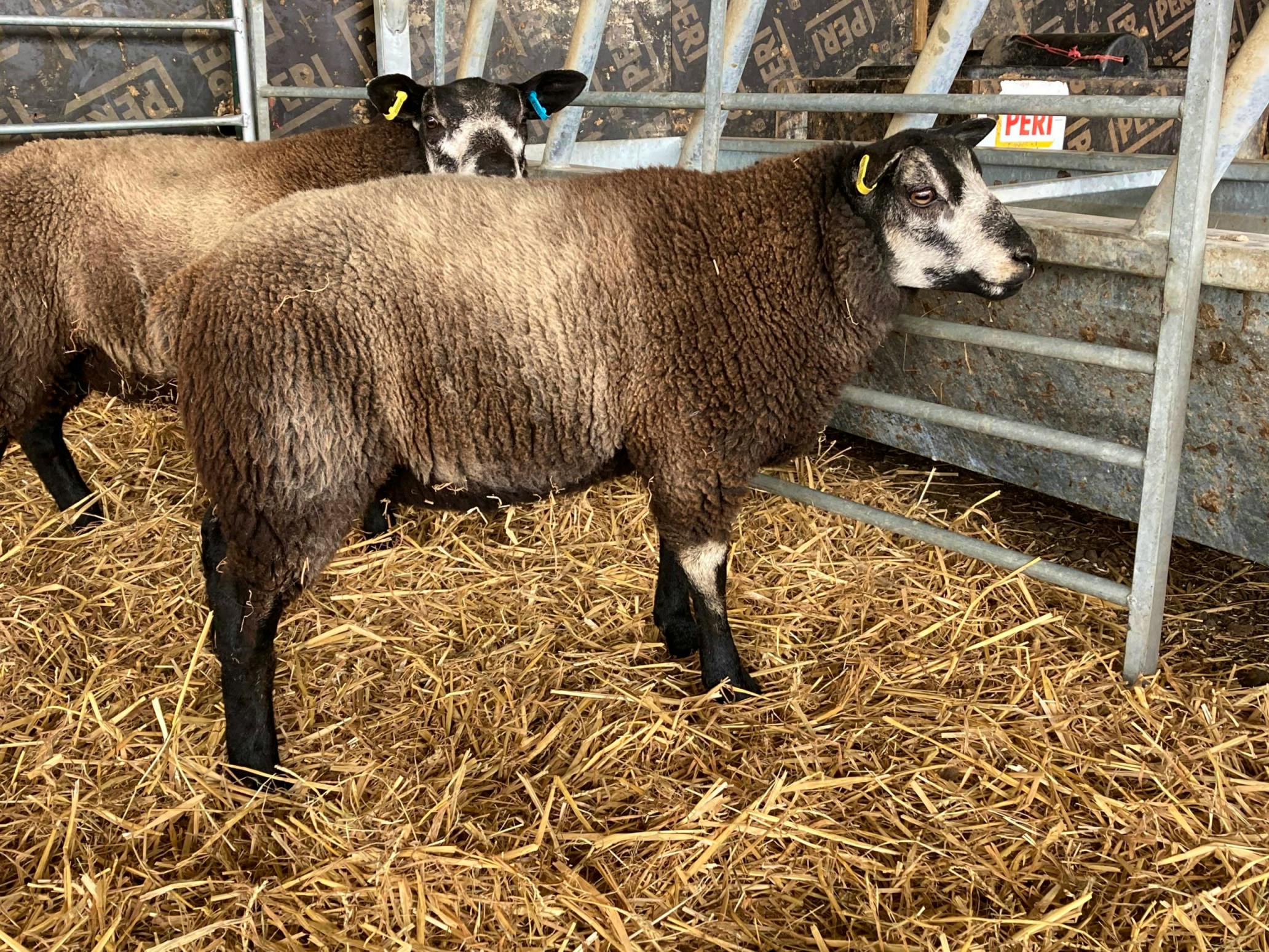 2 Pedigree Blue Texel Breeding Rams | SellMyLivestock - The Online ...