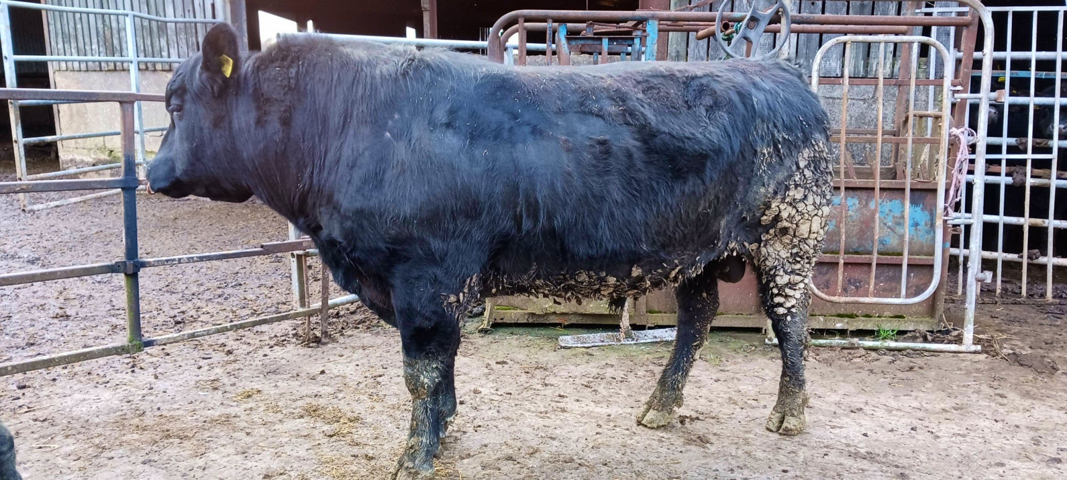 3 Pedigree Aberdeen Angus Breeding Bulls | SellMyLivestock - The Online ...