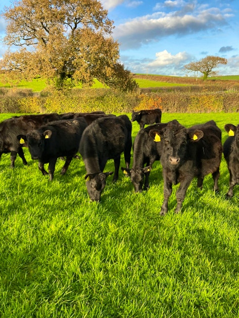 10 Aberdeen Angus Cross Store Heifers | SellMyLivestock - The Online ...