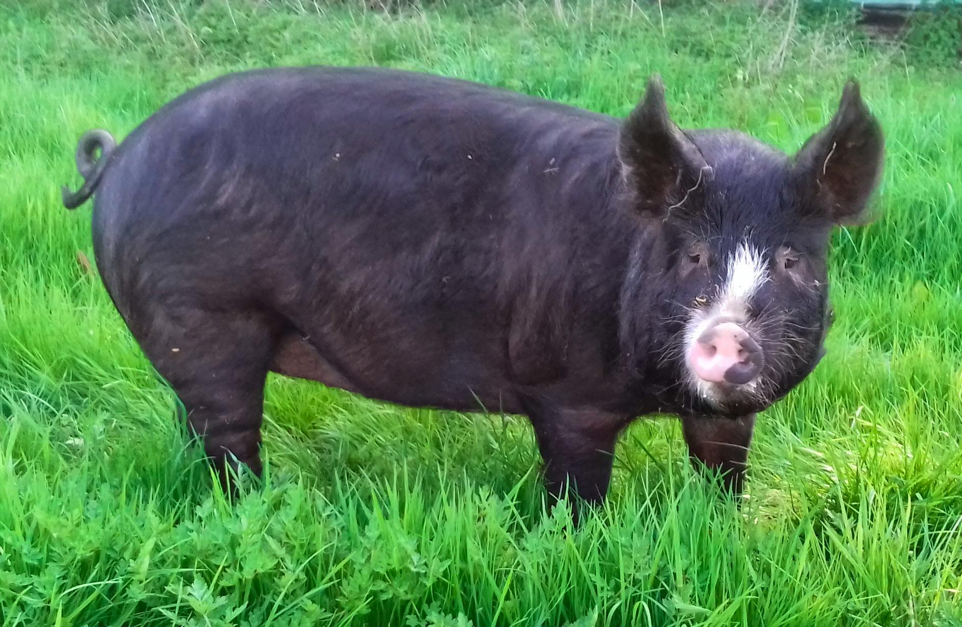 1 Berkshire Breeding Gilt | SellMyLivestock - The Online Livestock ...