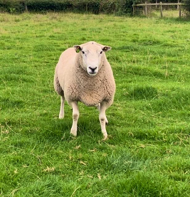 1 Pedigree Lleyn Breeding Ram | SellMyLivestock - The Online Livestock ...