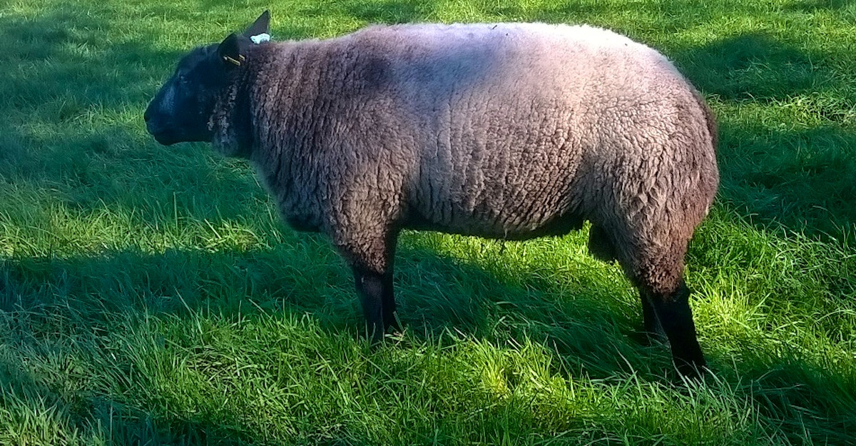 2 Pedigree Blue Texel Breeding Rams | SellMyLivestock - The Online ...