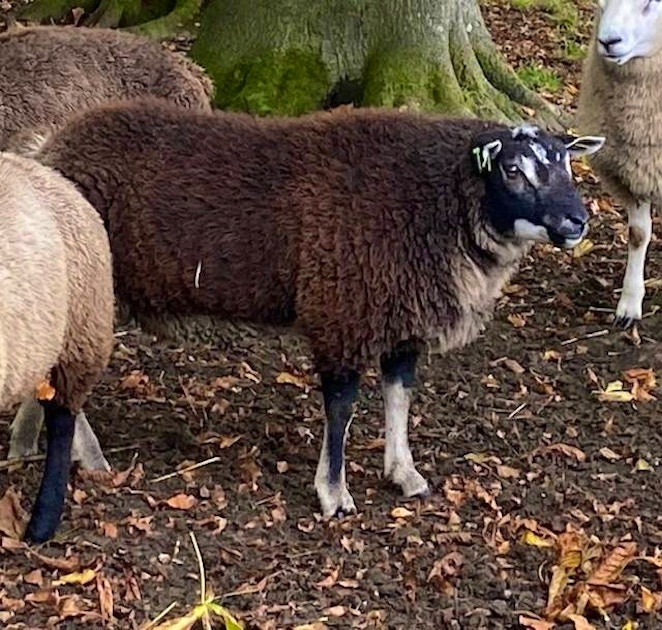 1 Pedigree Badger Face Texel Breeding Ram | SellMyLivestock - The ...