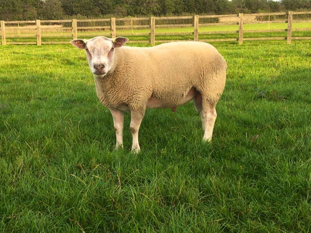 1 Rouge de L'ouest, Texel Cross Breeding Ram, Shearling ...