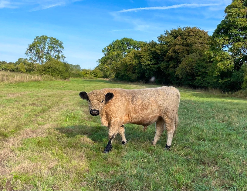 1 Pedigree White Galloway Breeding Young Bull, Bull | SellMyLivestock ...