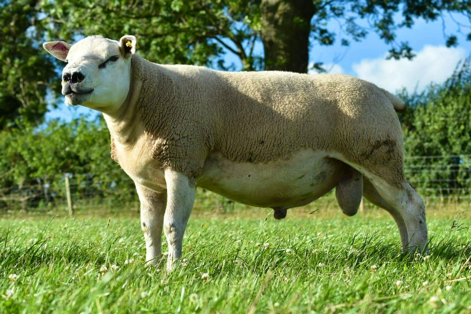 40 Pedigree Texel Breeding Shearlings, Rams | SellMyLivestock - The ...