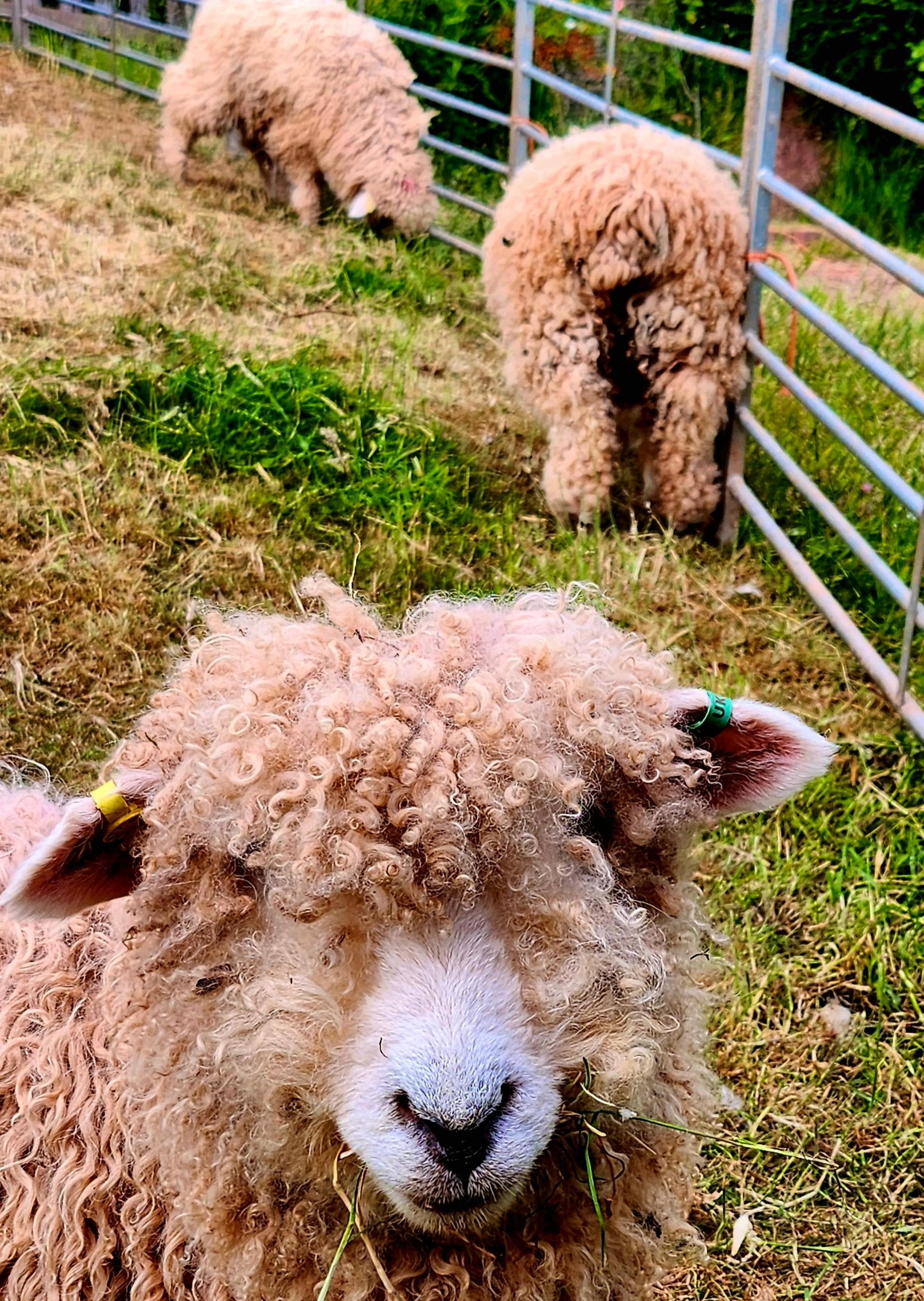 6 Pedigree Devon And Cornwall Longwool Breeding, Store Lambs ...
