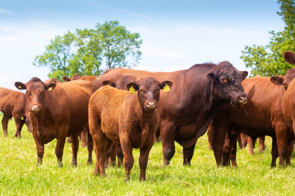 1 Pedigree Lincoln Red Breeding Bull | SellMyLivestock - The Online ...