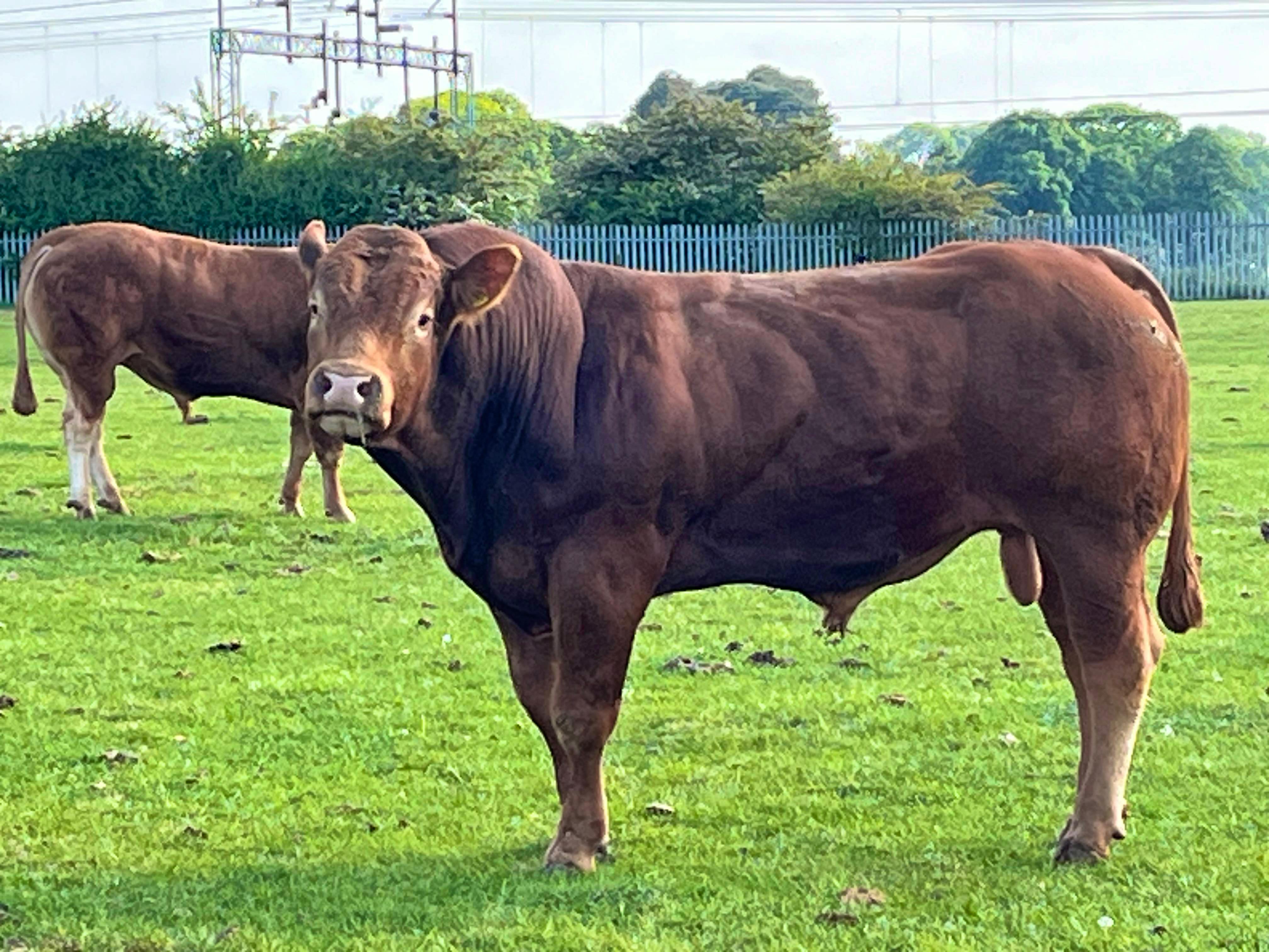 1 Pedigree Limousin Breeding Bull | SellMyLivestock - The Online ...